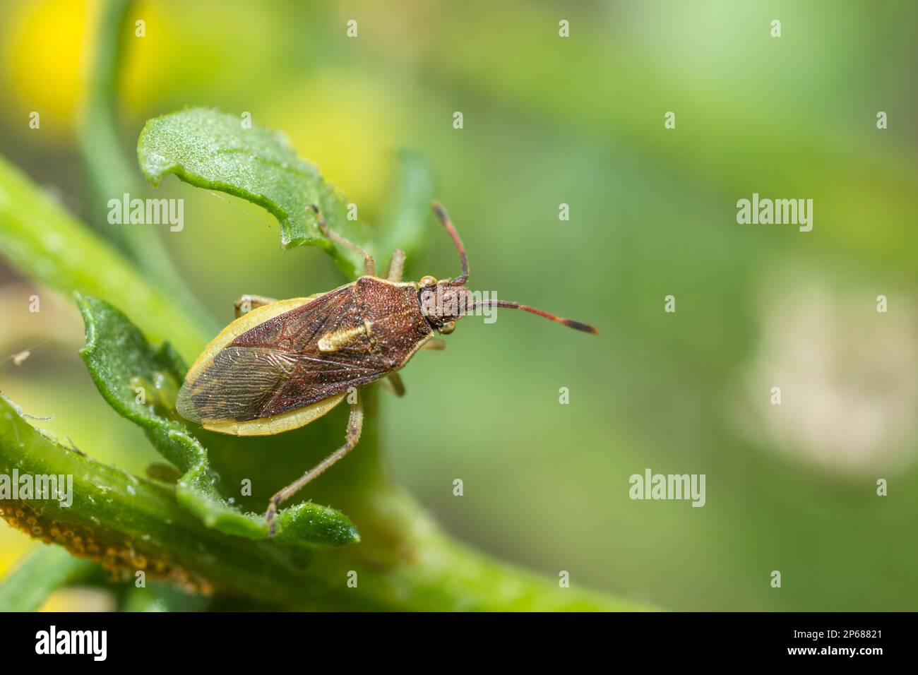 Maccevethus hi-res stock photography and images - Alamy