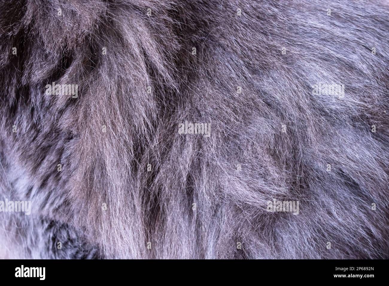 Gray animal hair close up background or texture Stock Photo - Alamy