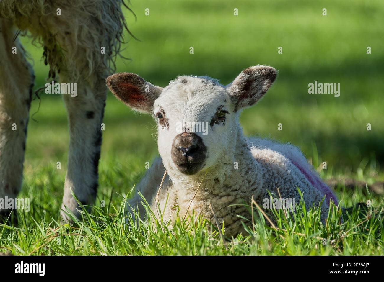 On a beautiful day, a lamb with large ears sits in a Farmers field of ...