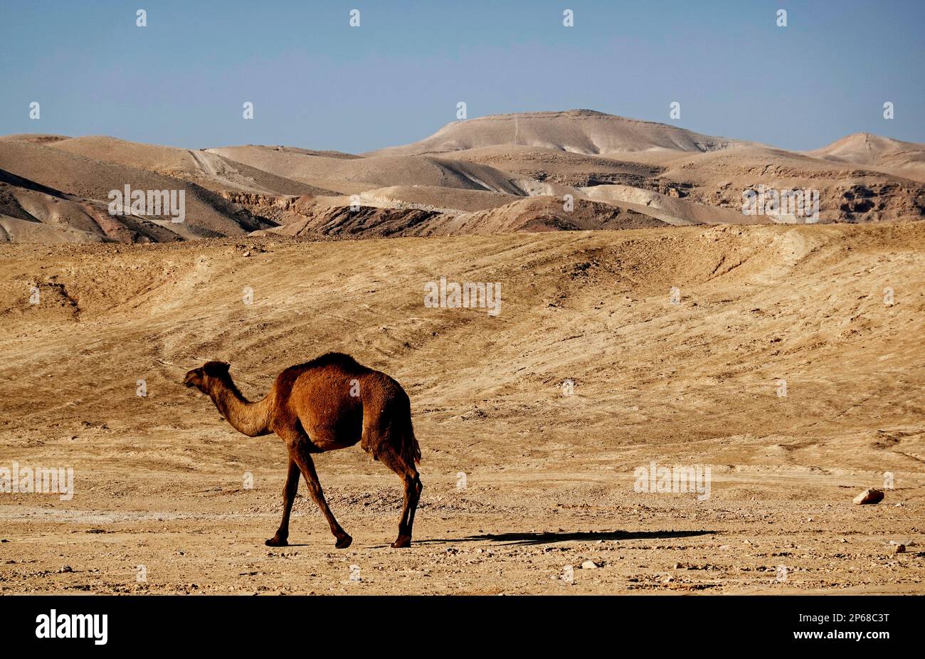 Arabian camel hi-res stock photography and images - Alamy