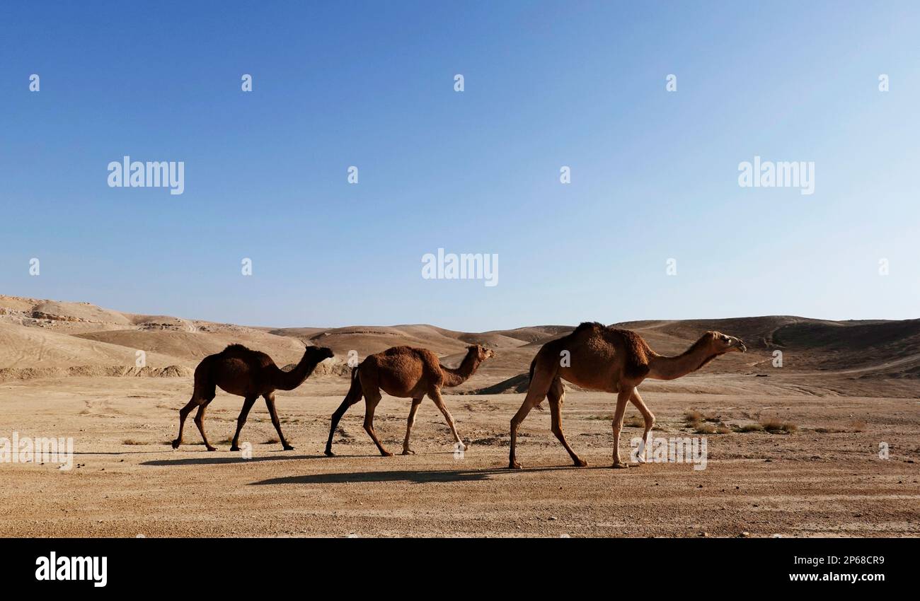 Arabian camels in the Judean Desert, Israel, Middle East Stock Photo ...