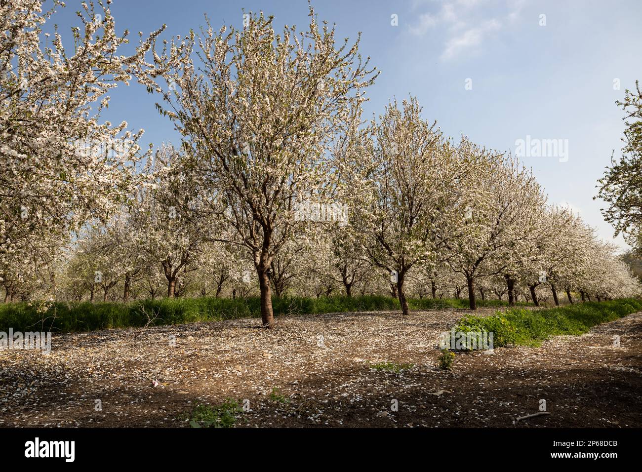 Almond trees blossom in an almond orchard Stock Photo - Alamy