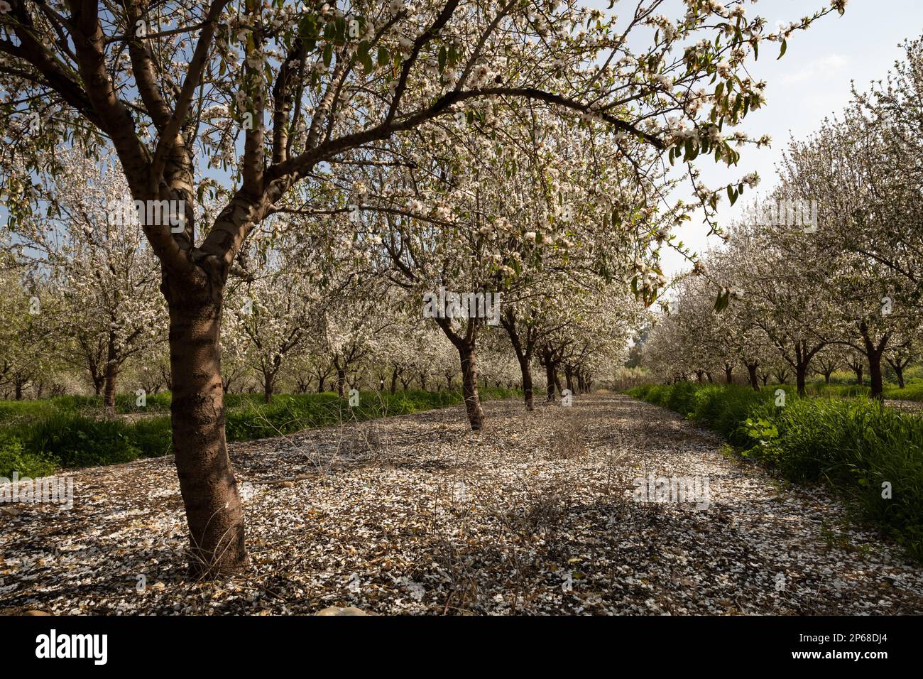 Almond trees blossom in an almond orchard Stock Photo - Alamy