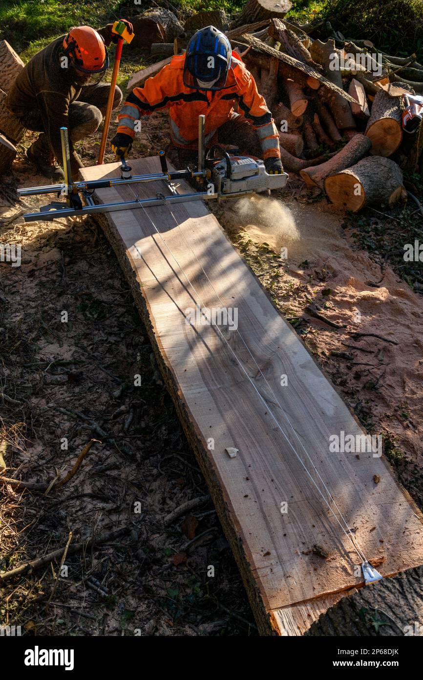 Tree fellers cutting boards from ash tree trunk with chain saw Stock ...
