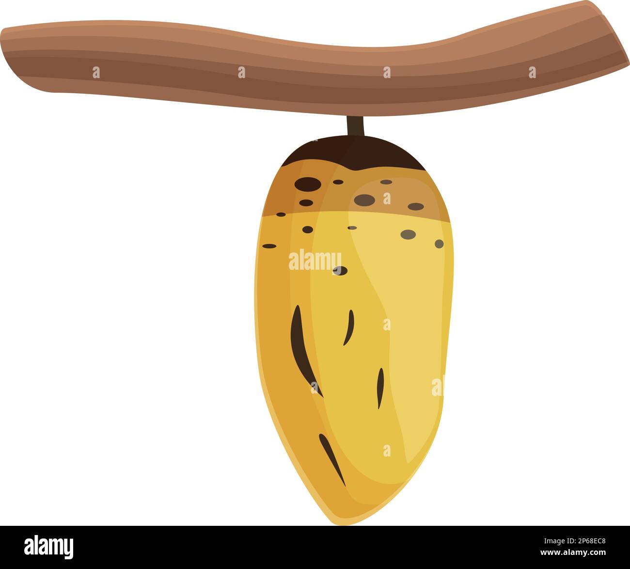 Pupa cocoon icon cartoon vector. Natural leaf. Thread life Stock Vector ...