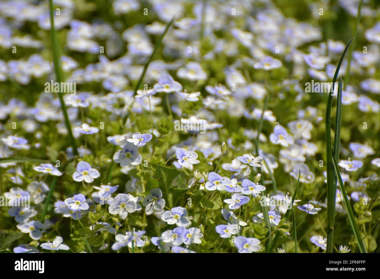In spring, Veronica filiformis blooms in the wild Stock Photo - Alamy