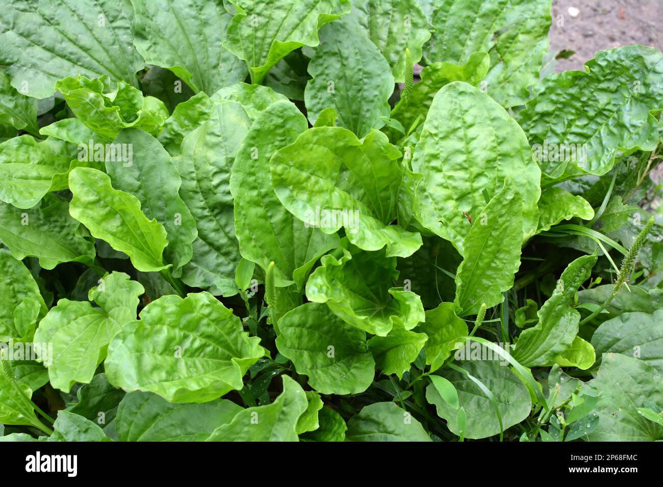 In summer, plantain is large (Plantago major, Plantago borysthenica ...