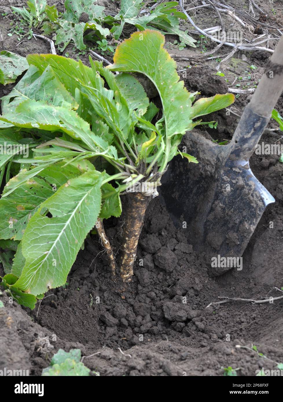 Digging horseradish root growing in open organic soil Stock Photo - Alamy