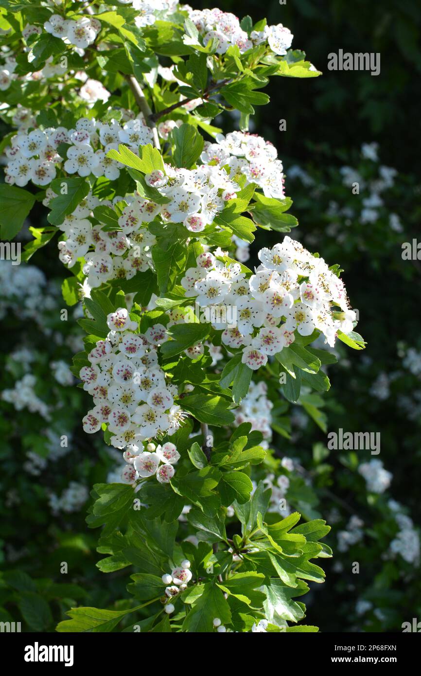 In spring, a hawthorn (Crataegus) bush blooms in nature Stock Photo - Alamy