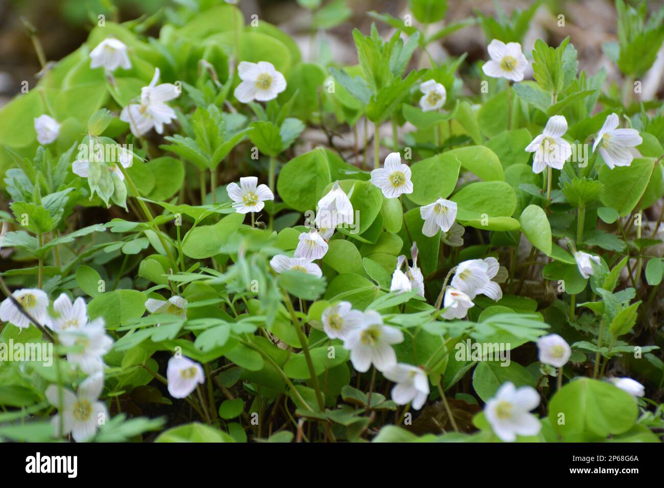 In the wild in the woods, the first spring flowers bloom Oxalis ...
