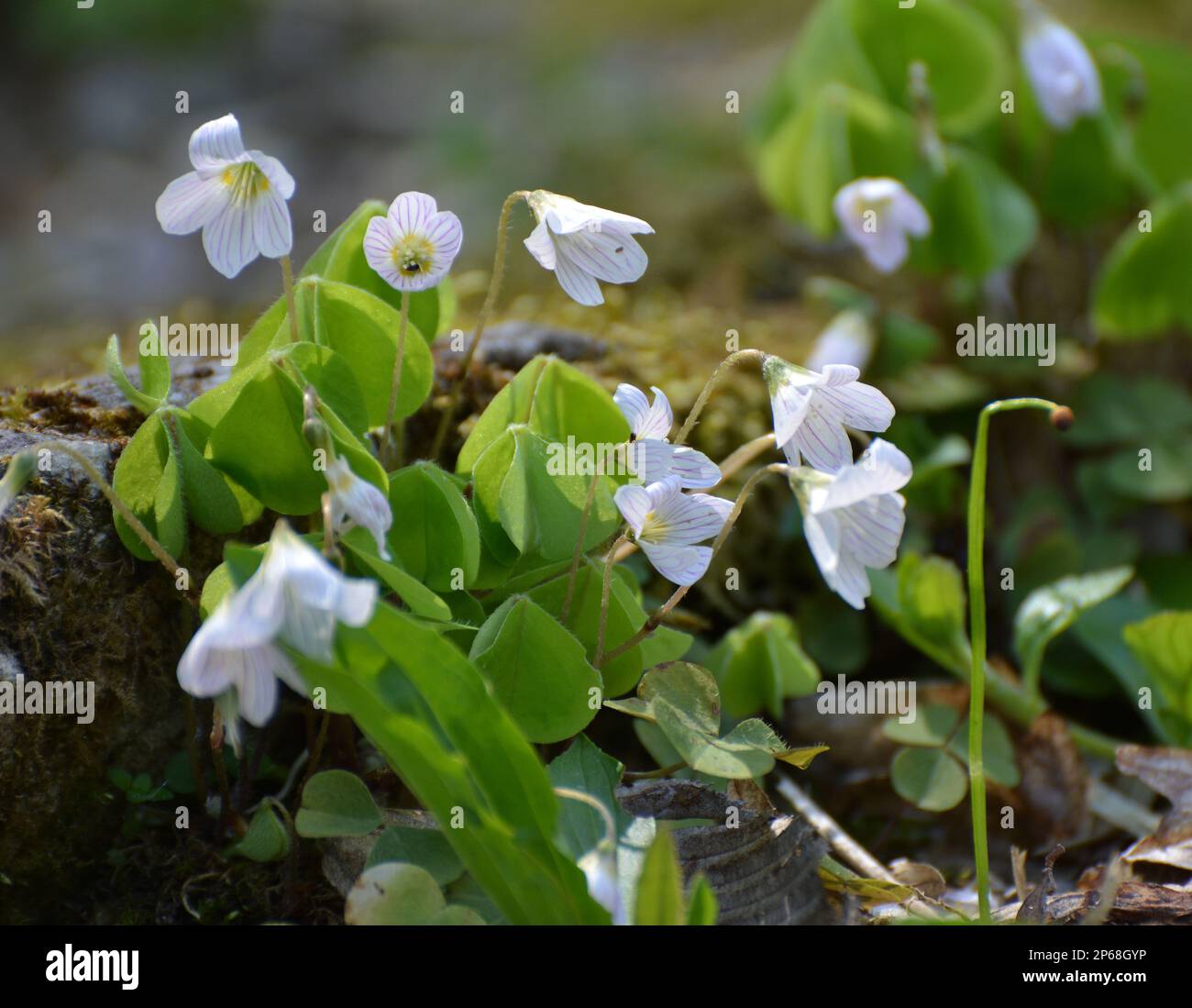 In the wild in the woods, the first spring flowers bloom Oxalis ...