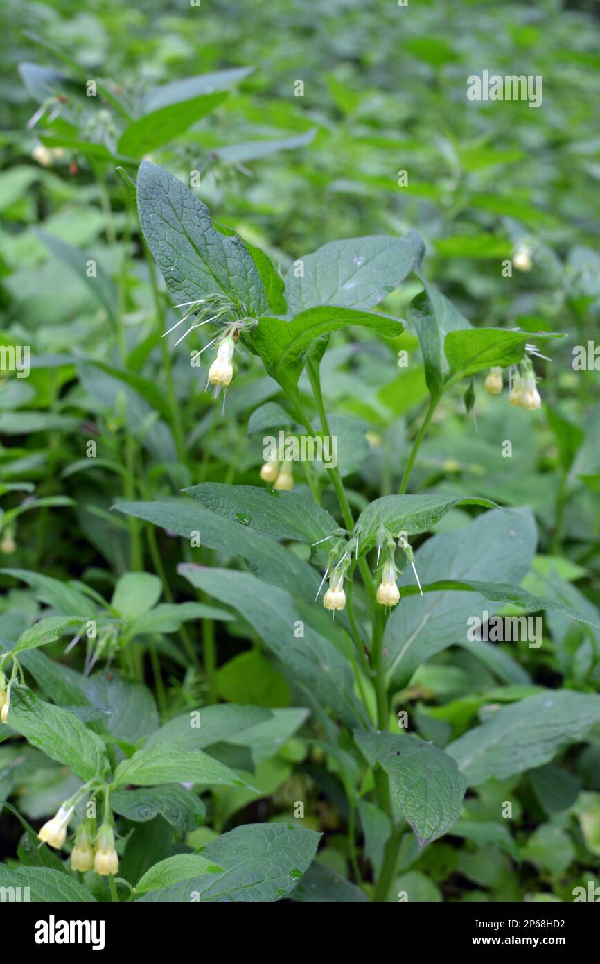 Tuberous comfrey (Symphytum tuberosum) grows in the wild in spring ...