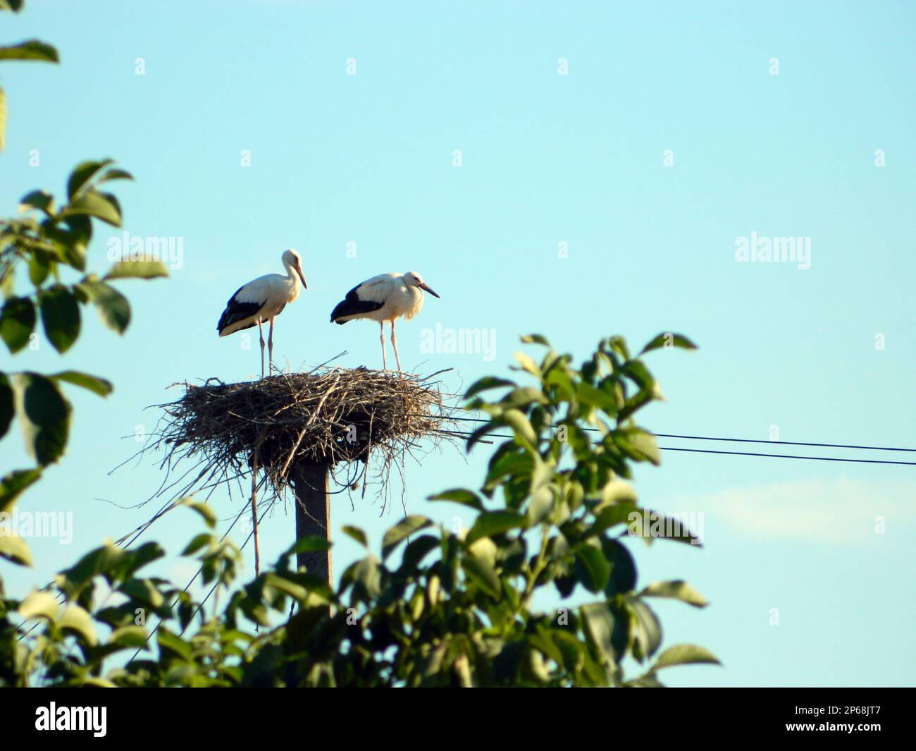 two storks in the nest Stock Photo - Alamy
