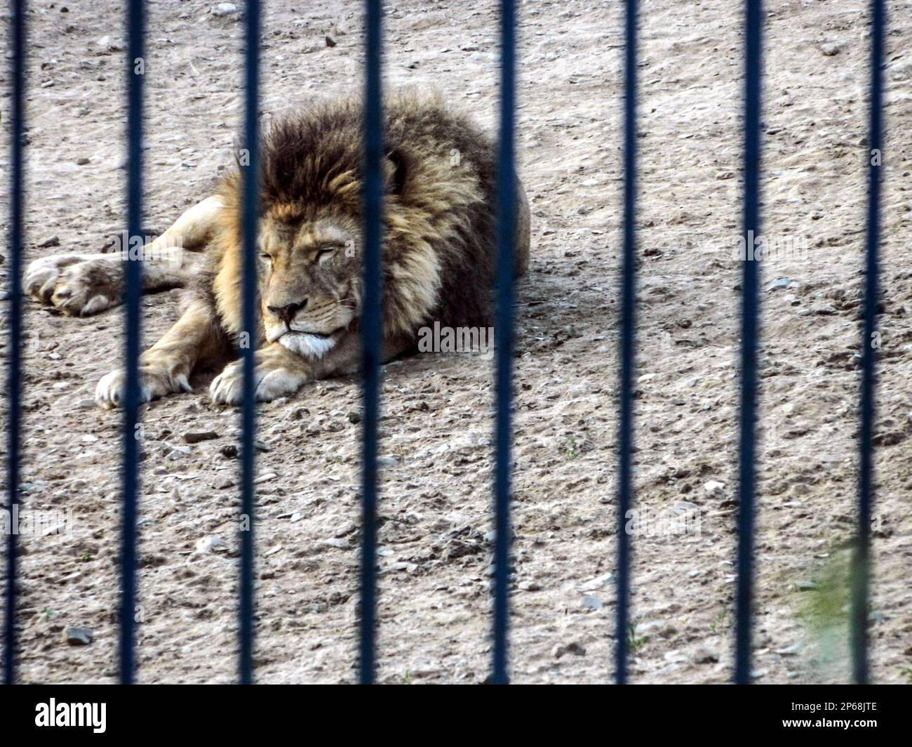 Lion m hi-res stock photography and images - Alamy