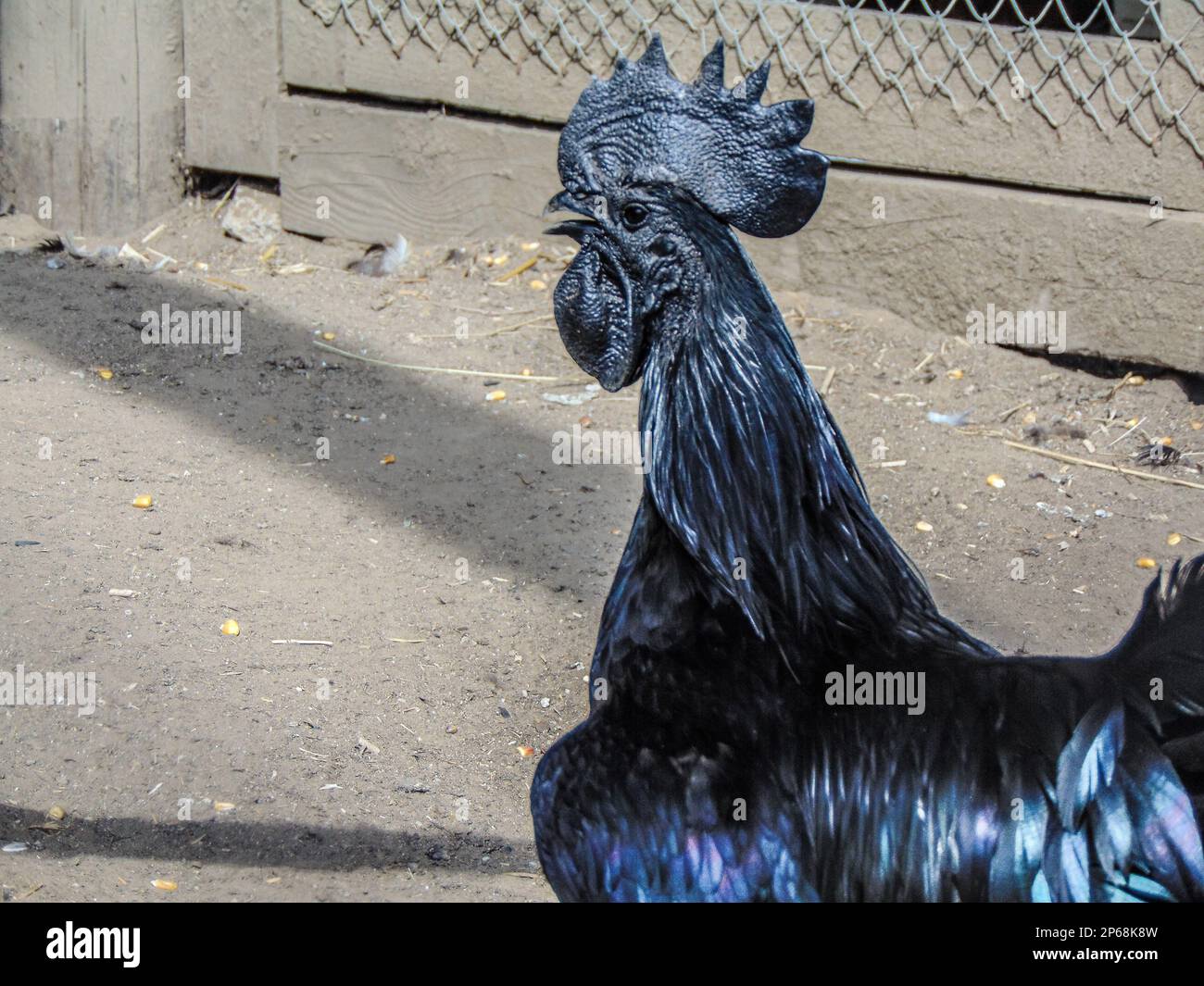 Ayam Cemani black rooster at the zoo in summer. Gallus gallus ...