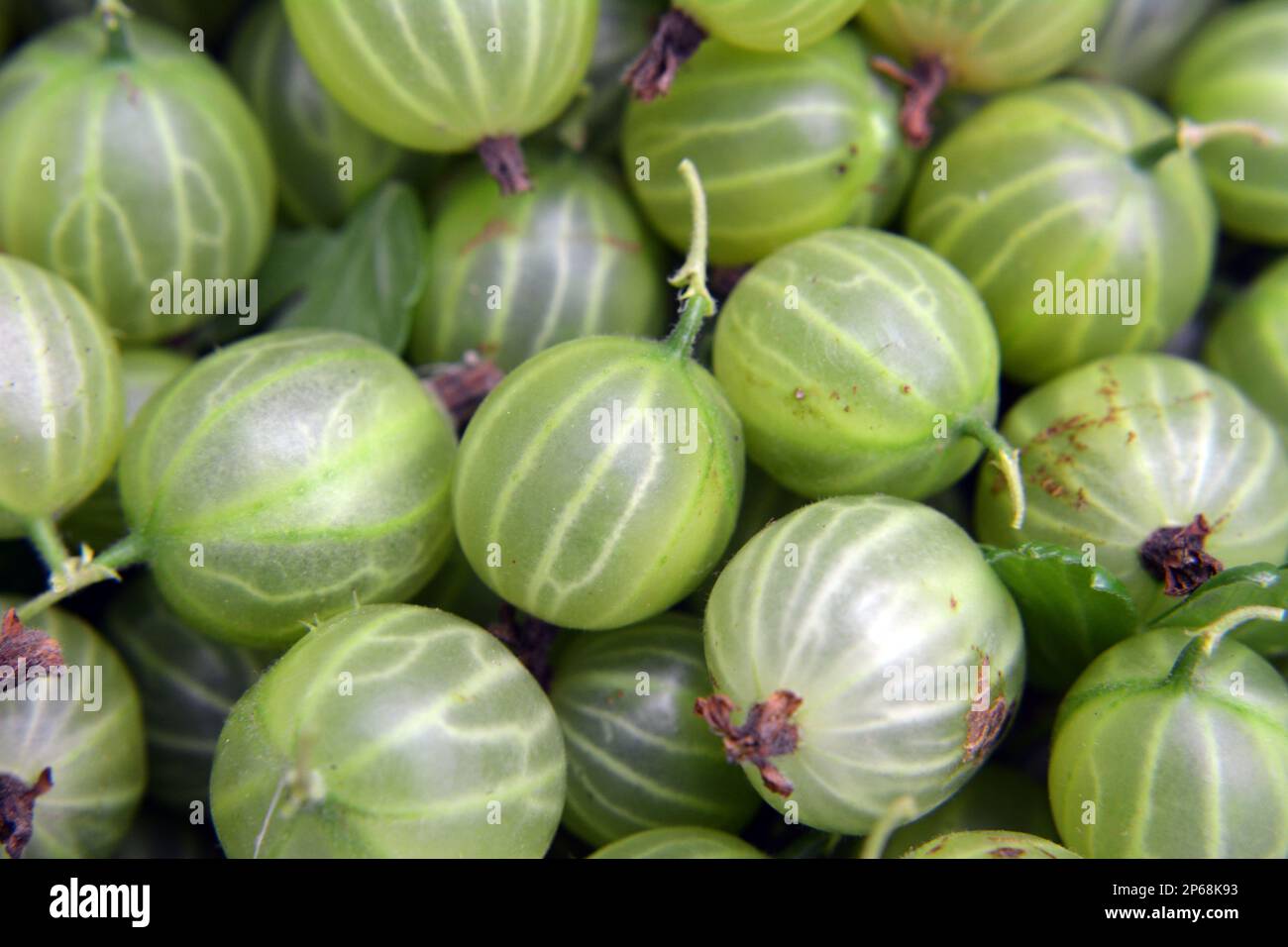 Gooseberries berries hi-res stock photography and images - Alamy