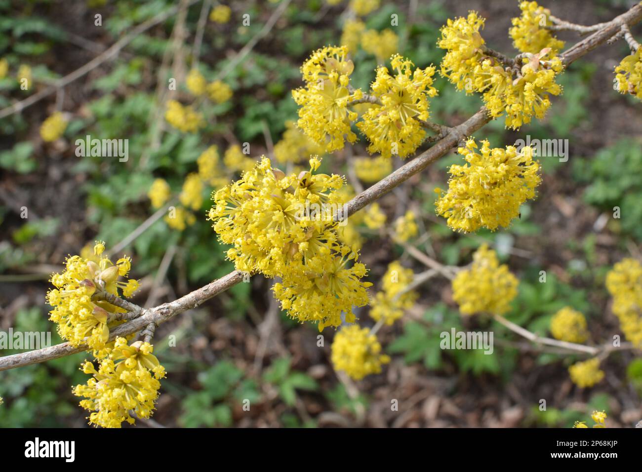 In spring cornel is real (Cornus mas) blooms in the wild Stock Photo ...