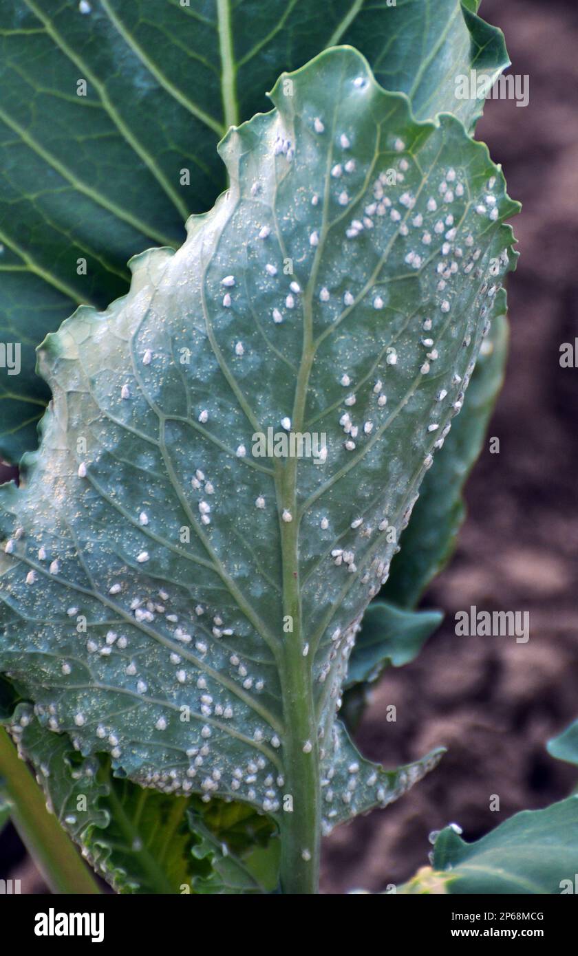 Whitefly parasite hi-res stock photography and images - Alamy