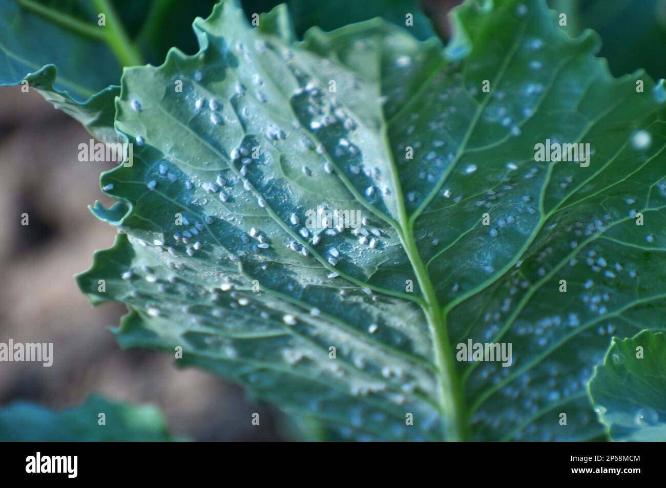 Whitefly parasite hi-res stock photography and images - Alamy