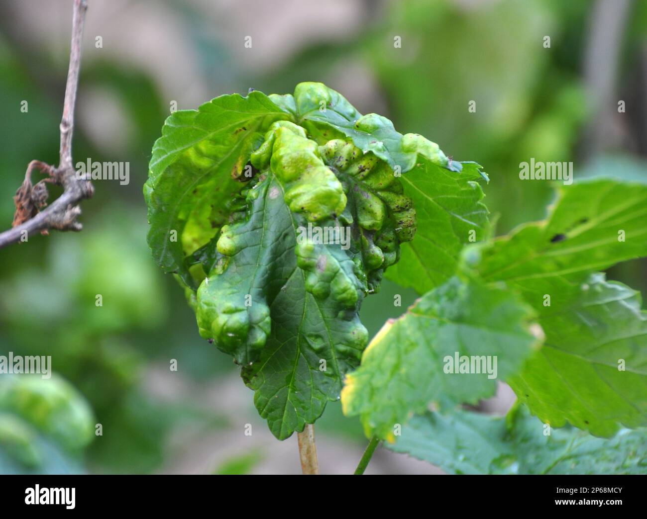 Red currant, the leaves of which are damaged by aphids (Cryptomyzus ...