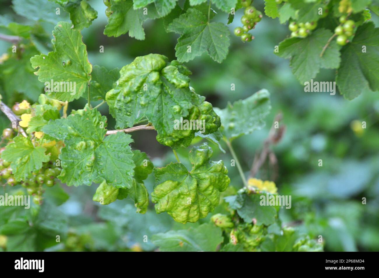 Red currant, the leaves of which are damaged by aphids (Cryptomyzus ...