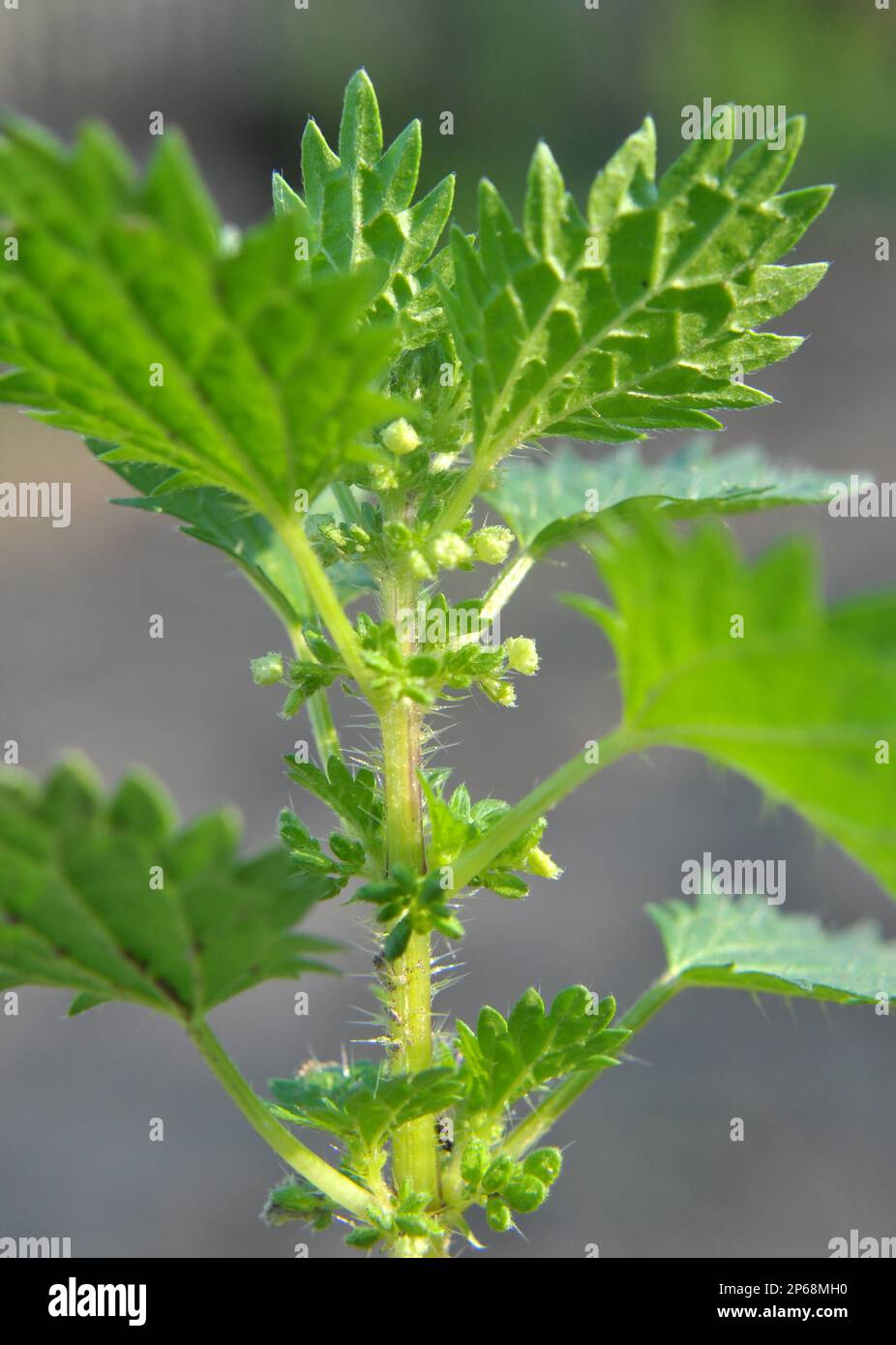In the wild, stinging nettle grows (Urtica urens Stock Photo - Alamy