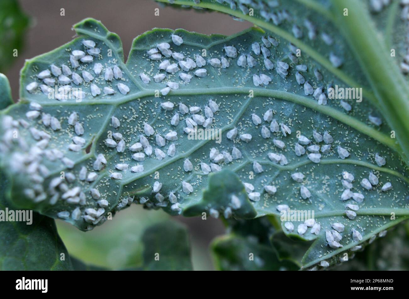 Very harmful butterfly whitefly (Aleyrodes proletella) on the plant ...