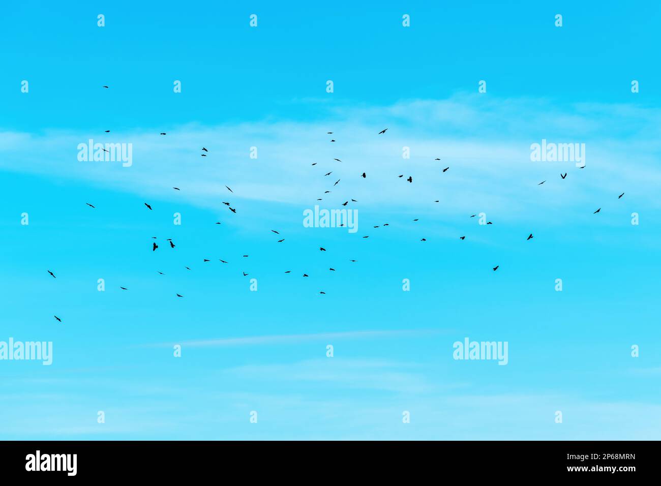 Flock of birds flying at blue sky in sunny winter morning Stock Photo ...