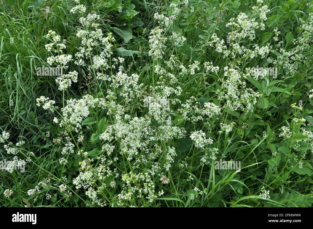 Plant galium aparine hi-res stock photography and images - Alamy