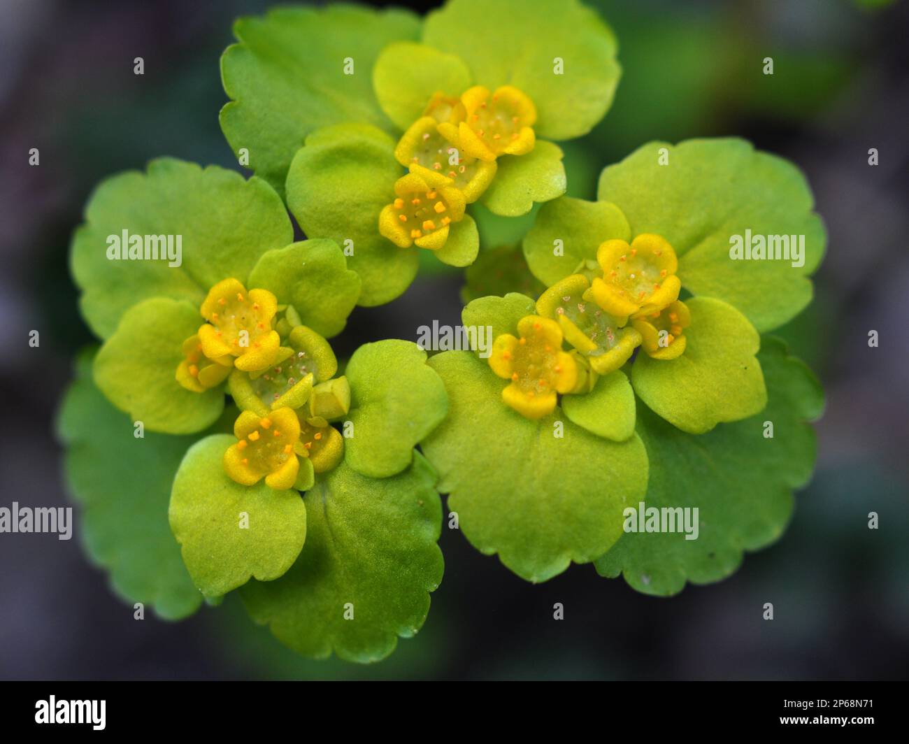 Chrysosplenium alternifolium hi-res stock photography and images - Alamy
