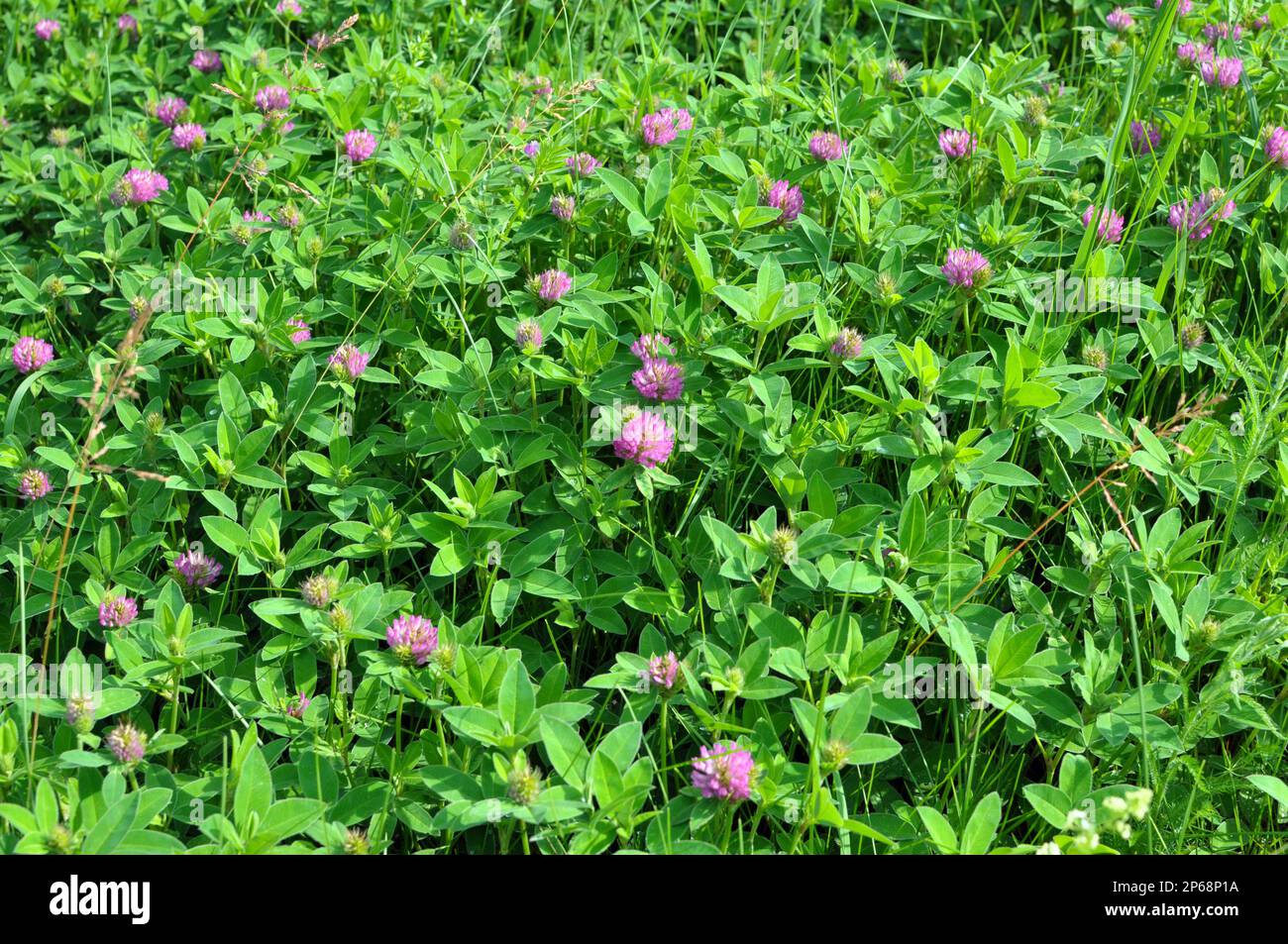 In the meadow, among the wild grasses blooms clover middle (Trifolium ...
