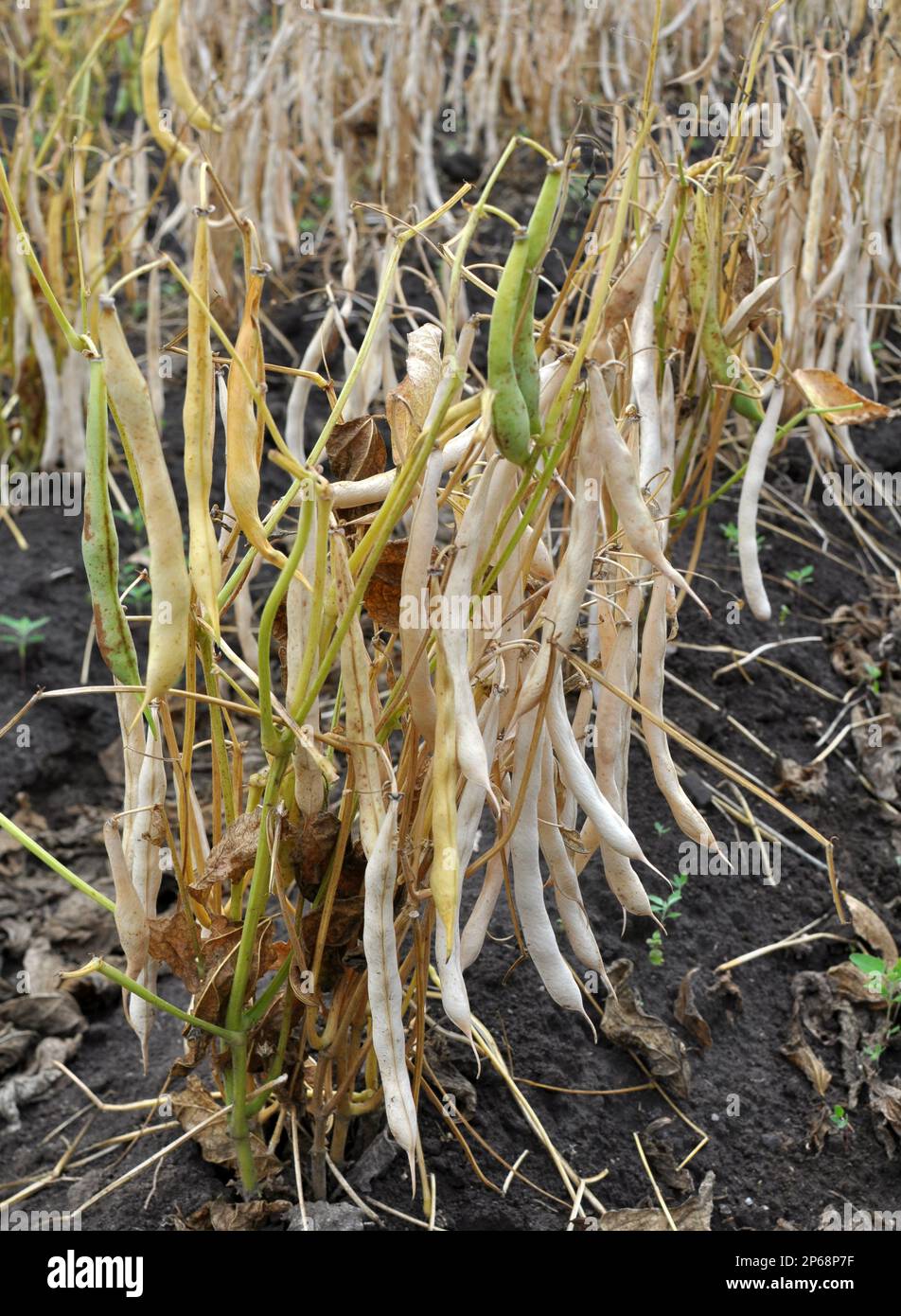 Ripening pod hi-res stock photography and images - Alamy