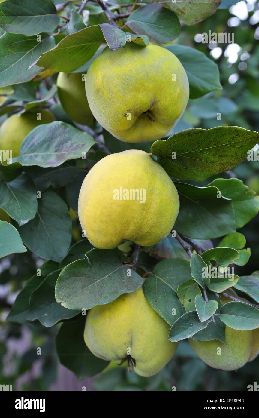 Quince (Cydonia oblonga) fruits ripen on the branch of the bush Stock ...