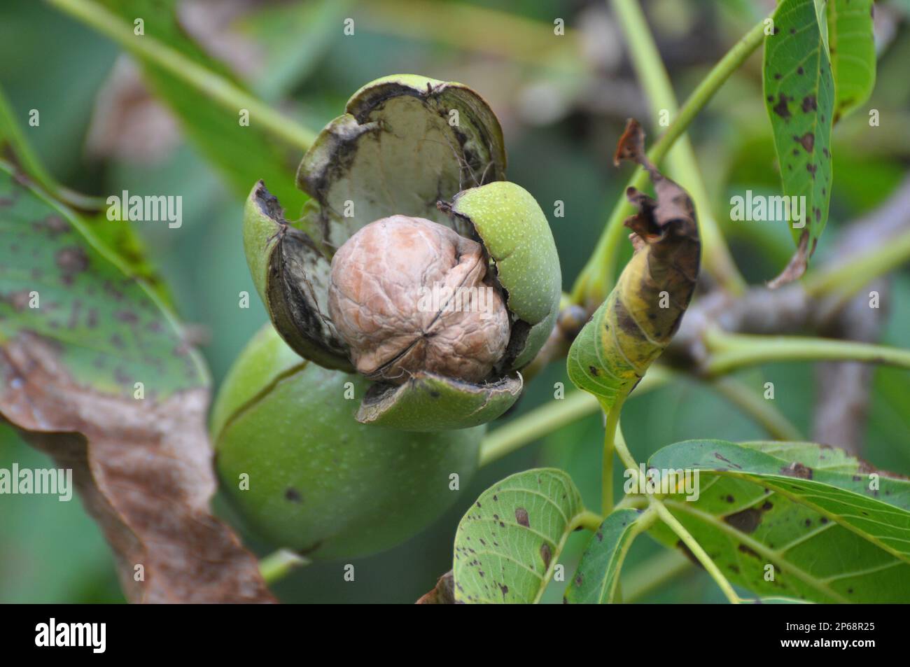 On a branch of a tree mature walnut with a cracked green shell Stock ...