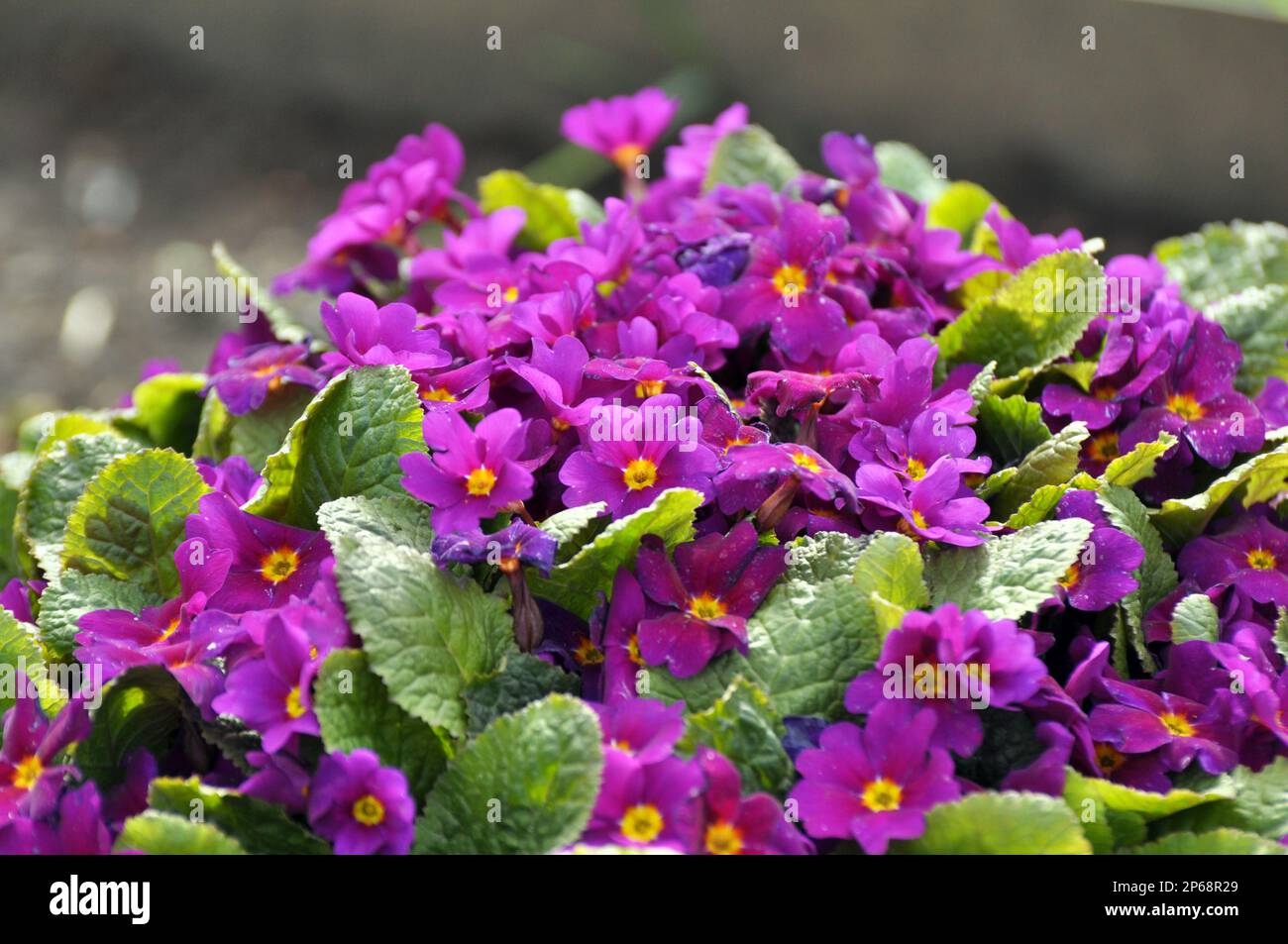 Botany primulaceae primrose hi-res stock photography and images - Alamy