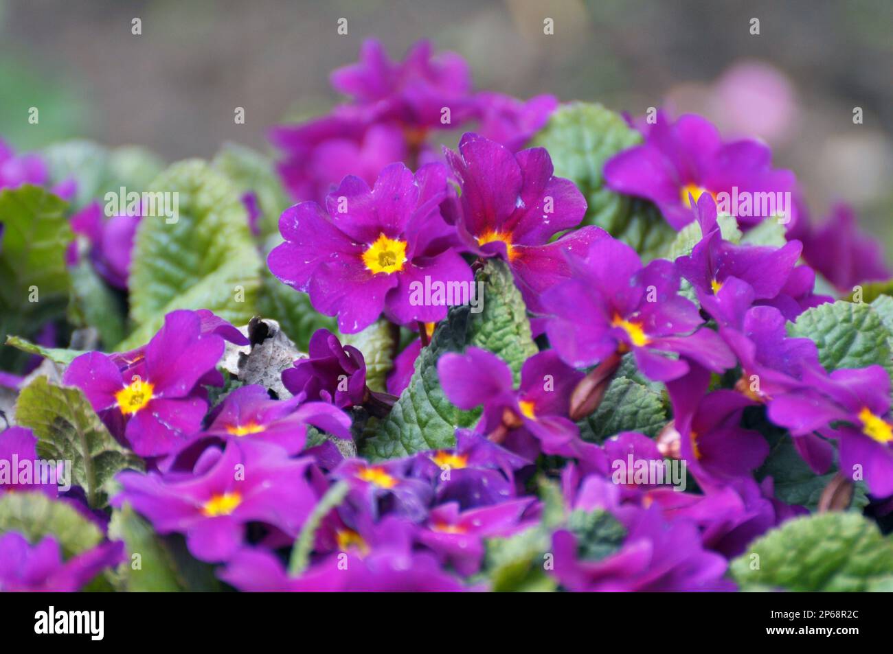 Botany primulaceae primrose hi-res stock photography and images - Alamy