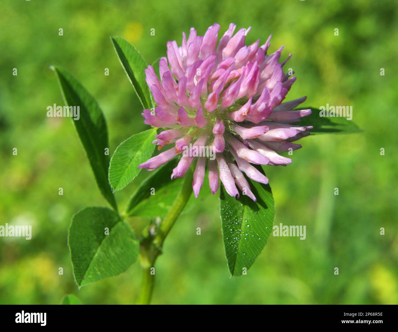 Stockbred hi-res stock photography and images - Alamy