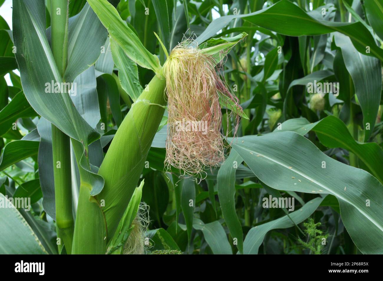 Maize Plant