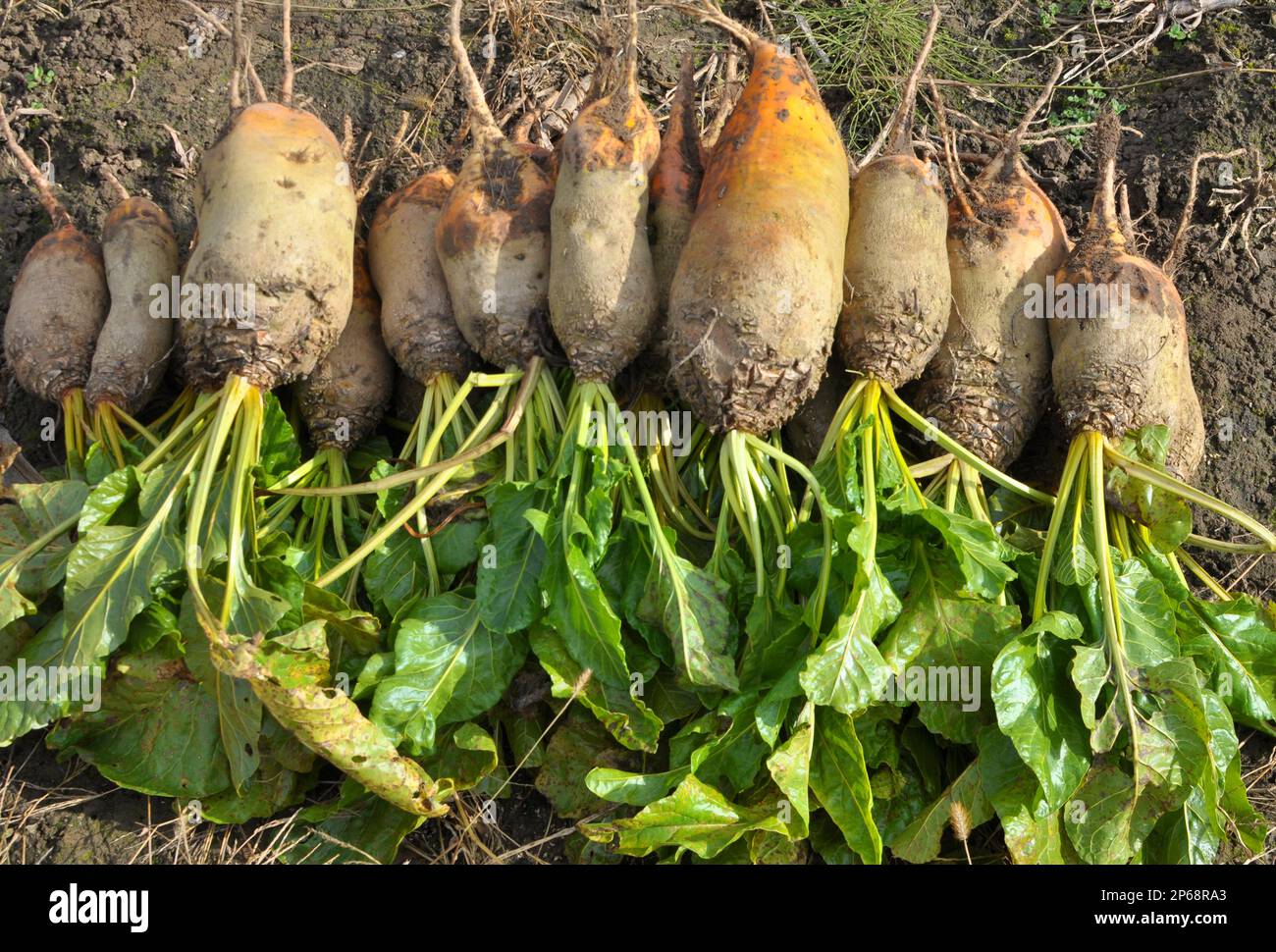 In the field on the pile dug out are fodder beets Stock Photo - Alamy