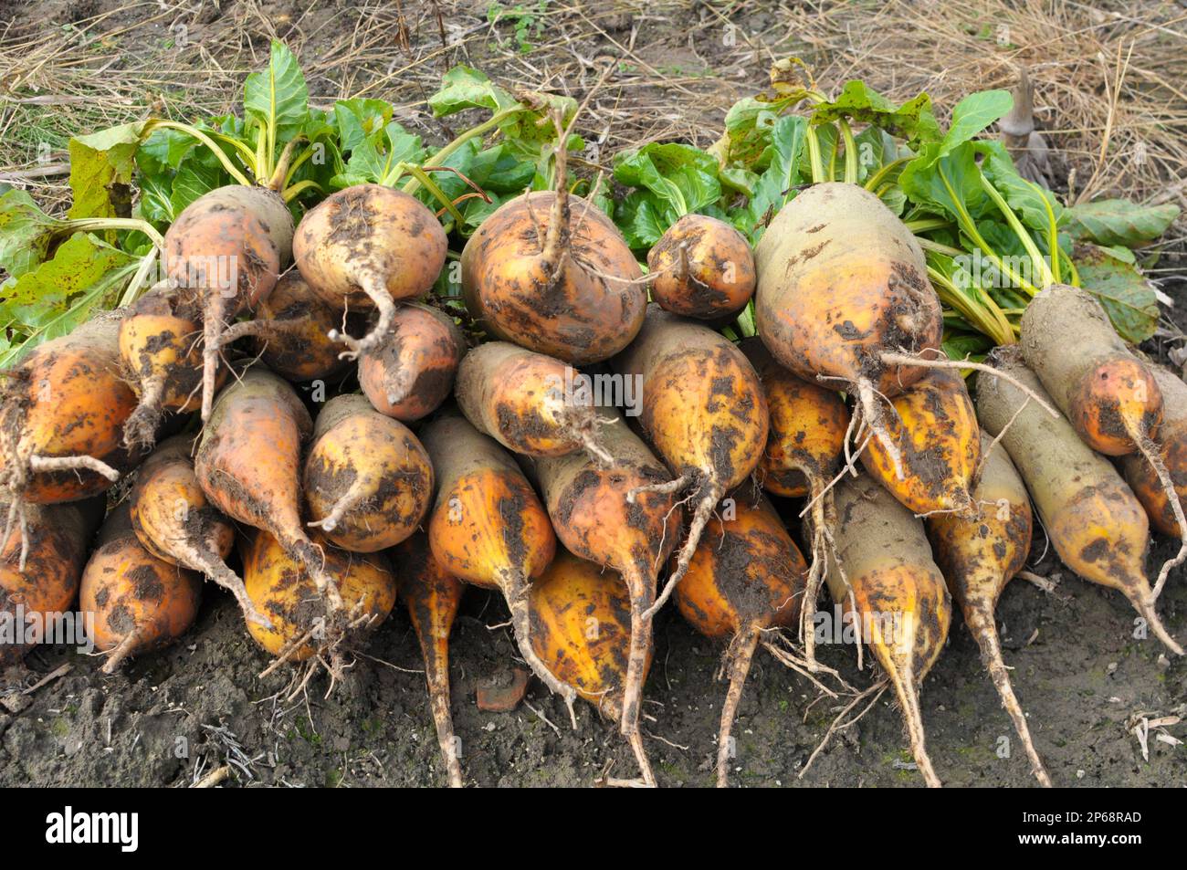 Root crops growing in field hi-res stock photography and images - Alamy