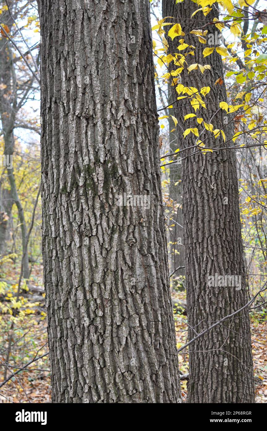 Bark on the trunk of a live oak tree Stock Photo - Alamy