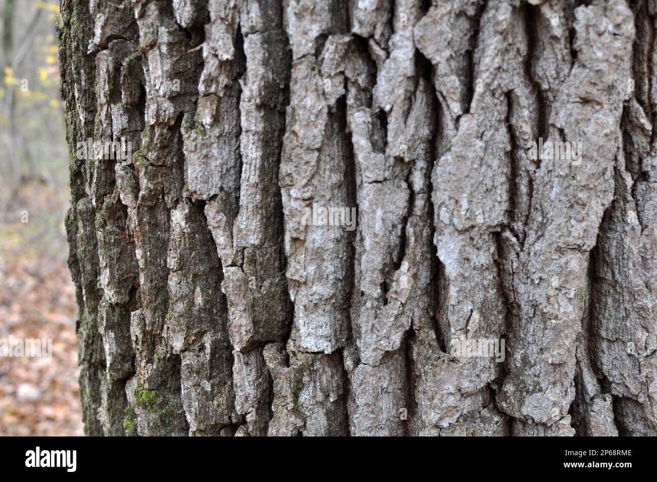 Bark on the trunk of a live oak tree Stock Photo - Alamy