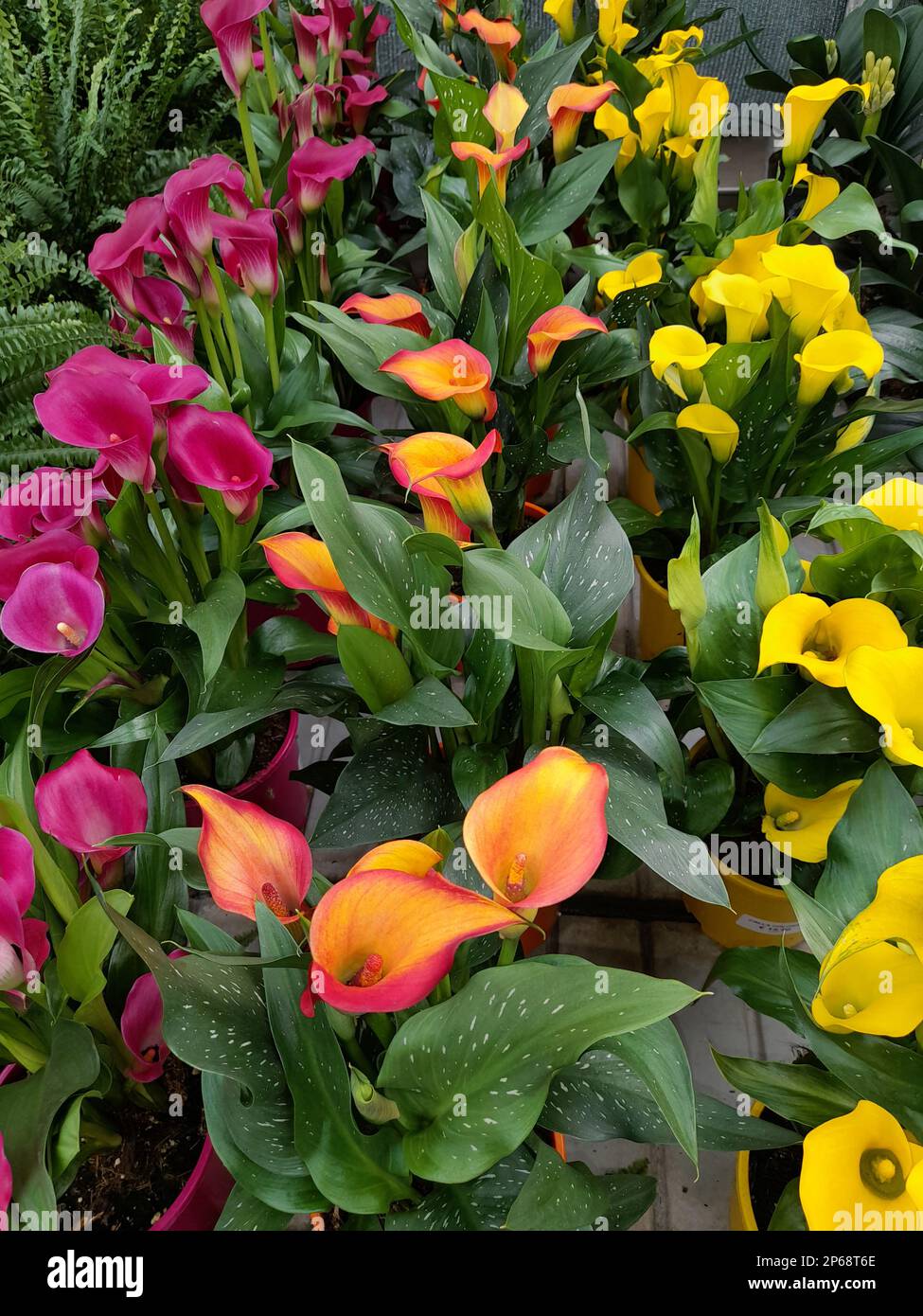Flowers in floralist desk Stock Photo - Alamy