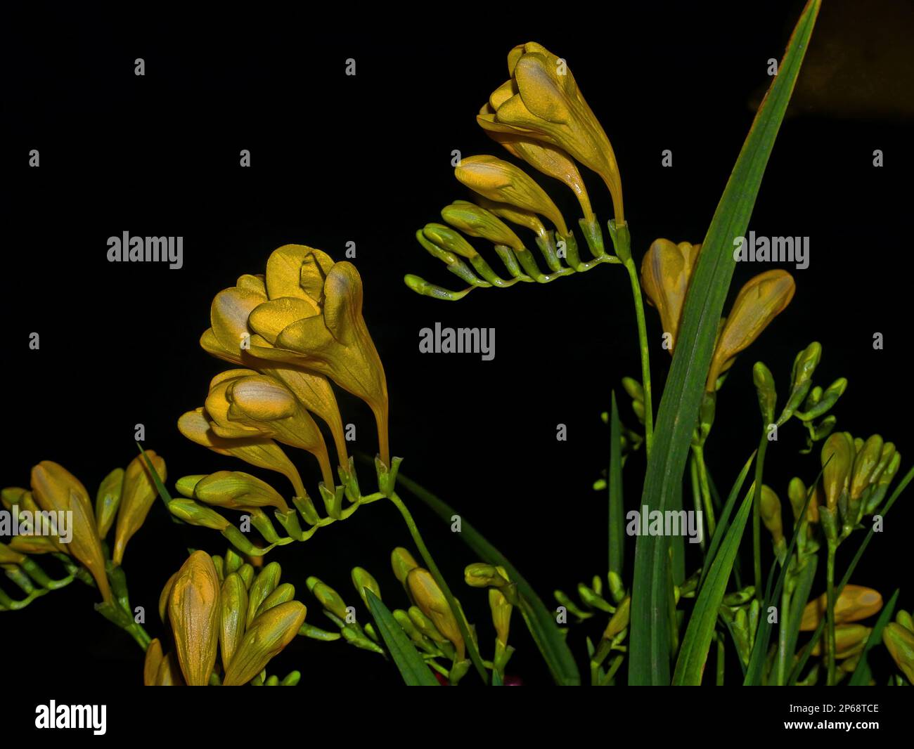 Freesia garden hi-res stock photography and images - Alamy