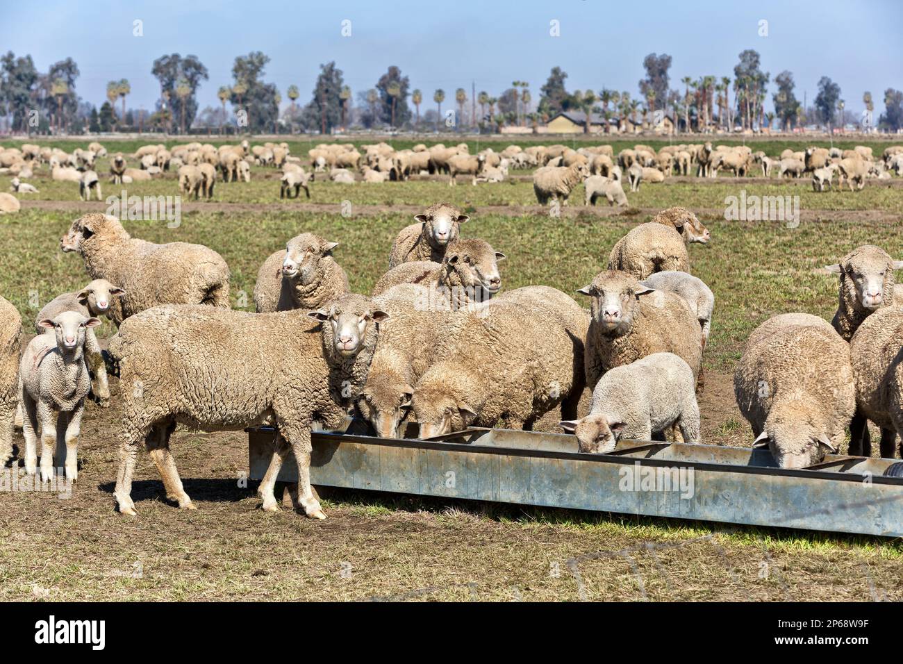 Ovis aries linnaeus hi-res stock photography and images - Alamy