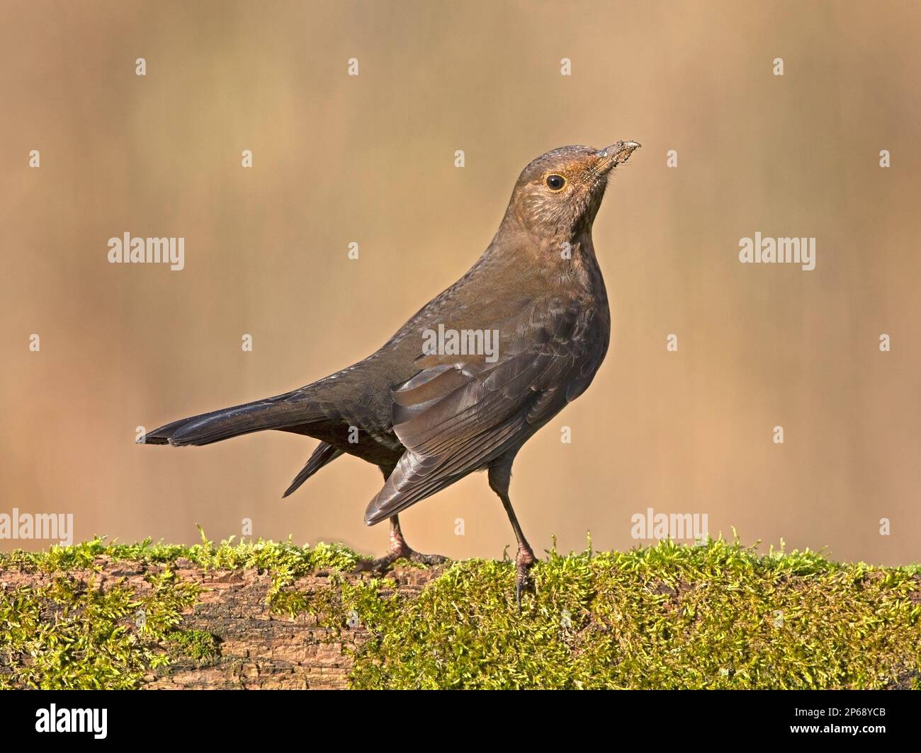 Female common blackbird hi-res stock photography and images - Alamy