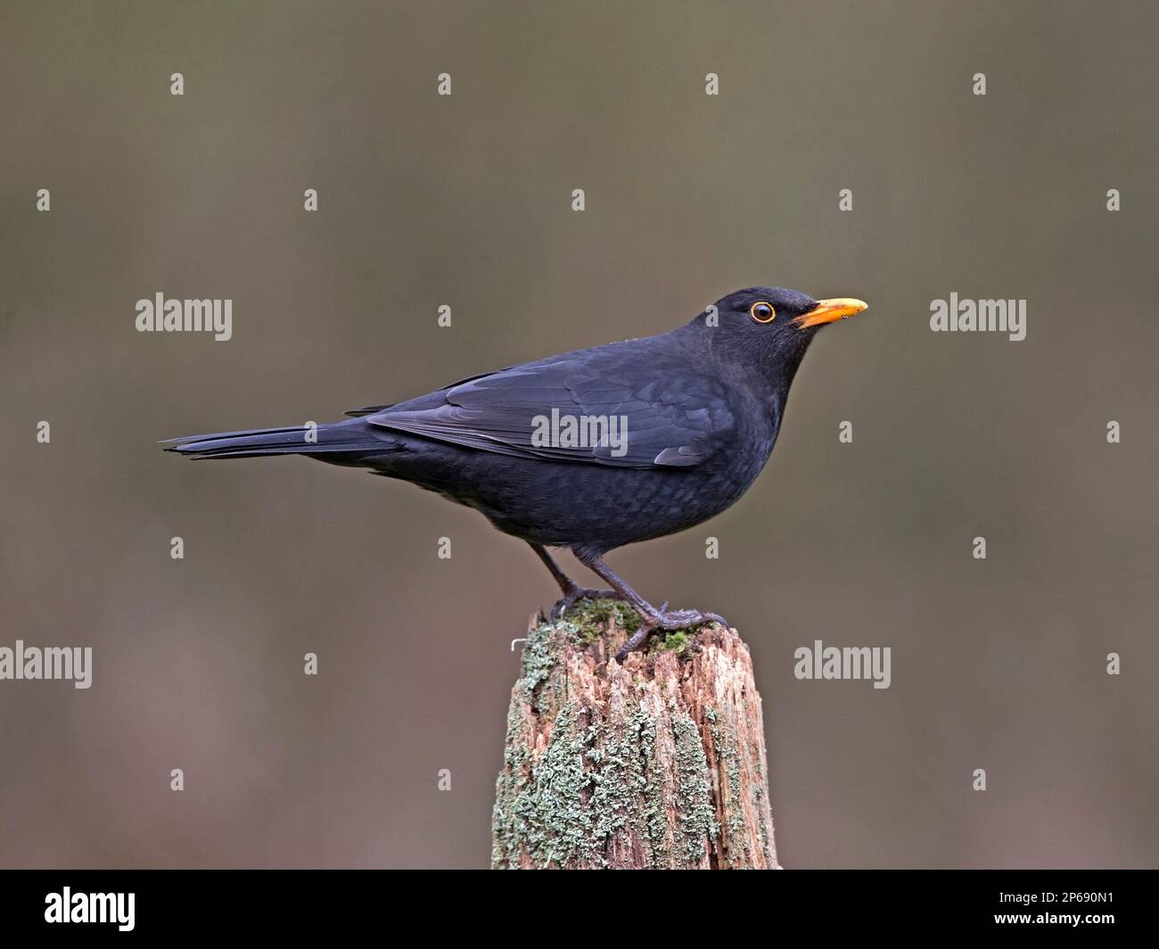 Male common blackbird hi-res stock photography and images - Alamy