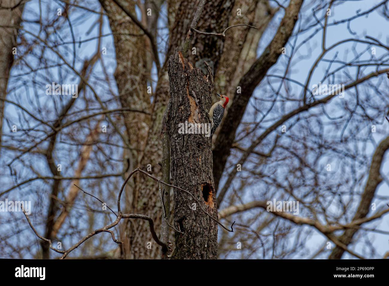 Full sized mature red-bellied woodpecker making a nest in the hole high ...
