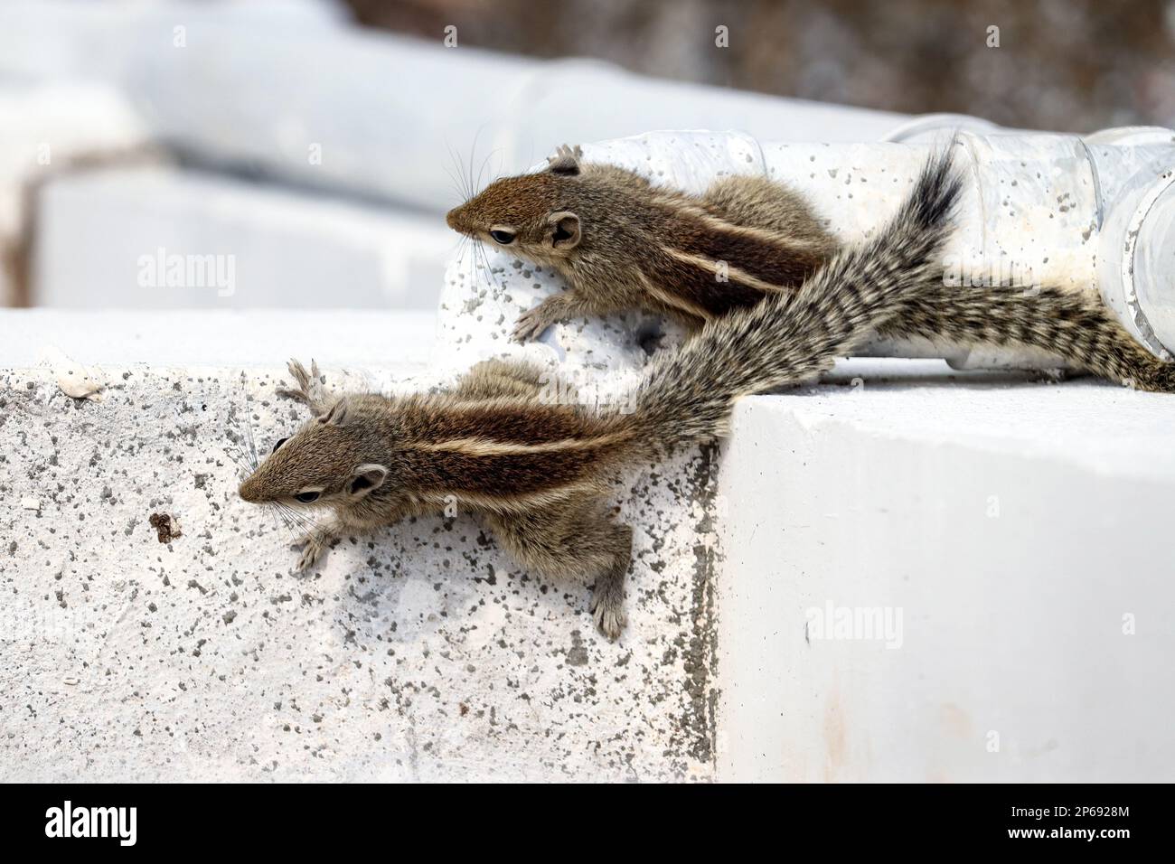 Picture of two cute little squirrels playing in the balcony, captured ...