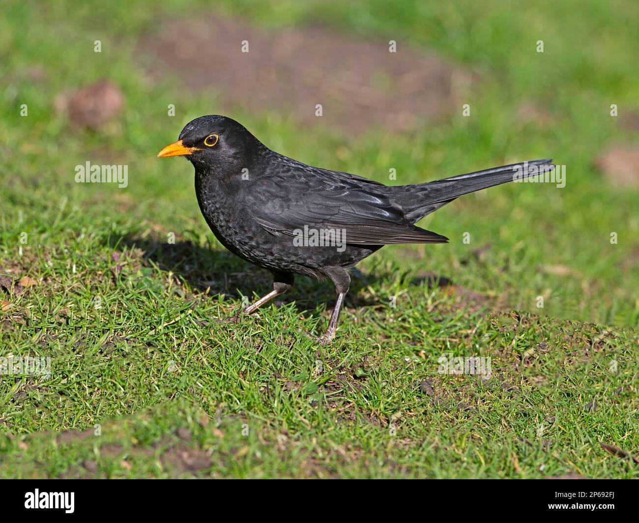 Male common blackbird standing Stock Photo - Alamy